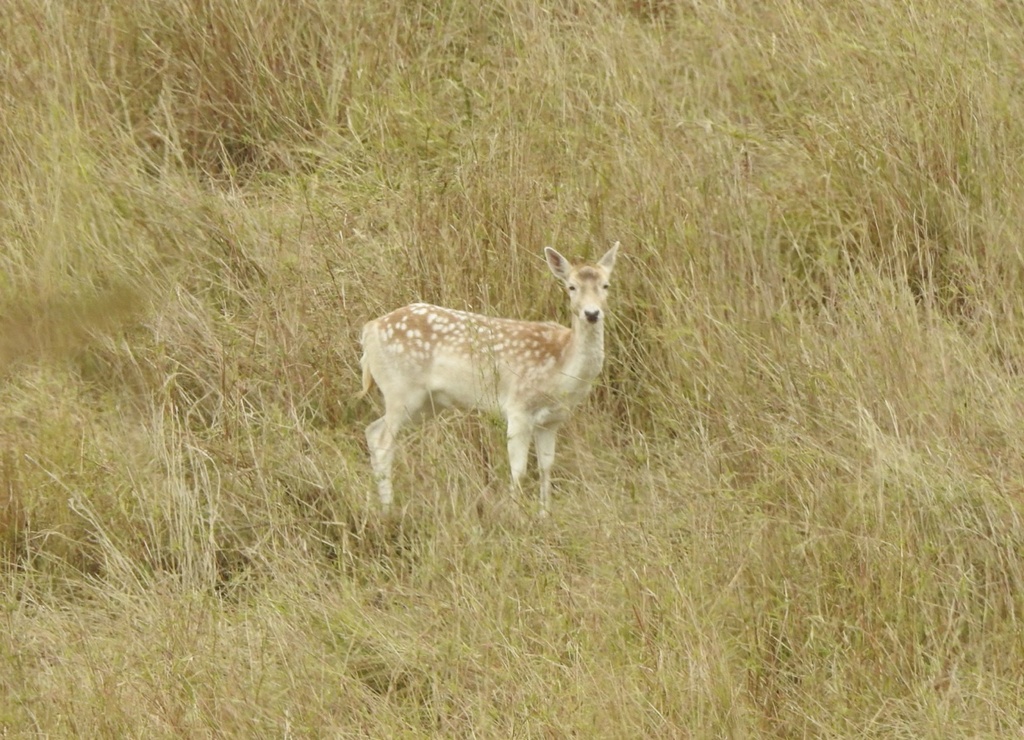 European Fallow Deer from Armstrong Creek QLD 4520, Australia on August ...