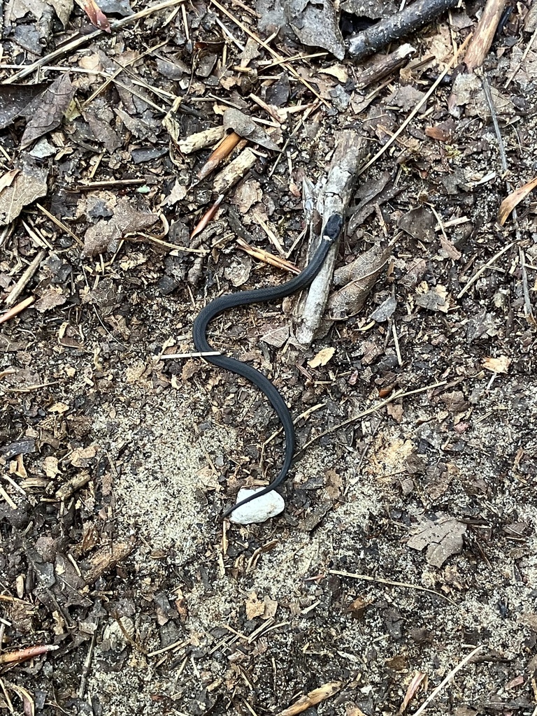 Northern Redbelly Snake from Whitefish Dunes State Park, Sturgeon Bay ...