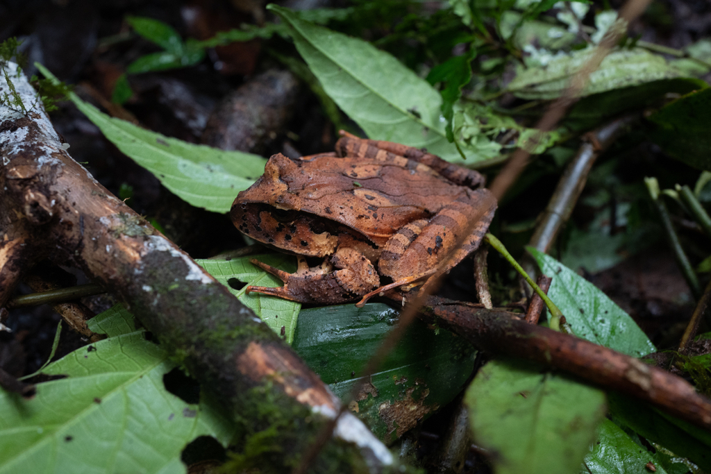 Arfak cannibal frog from Kabupaten Sorong on November 27, 2018 at 01:40 ...
