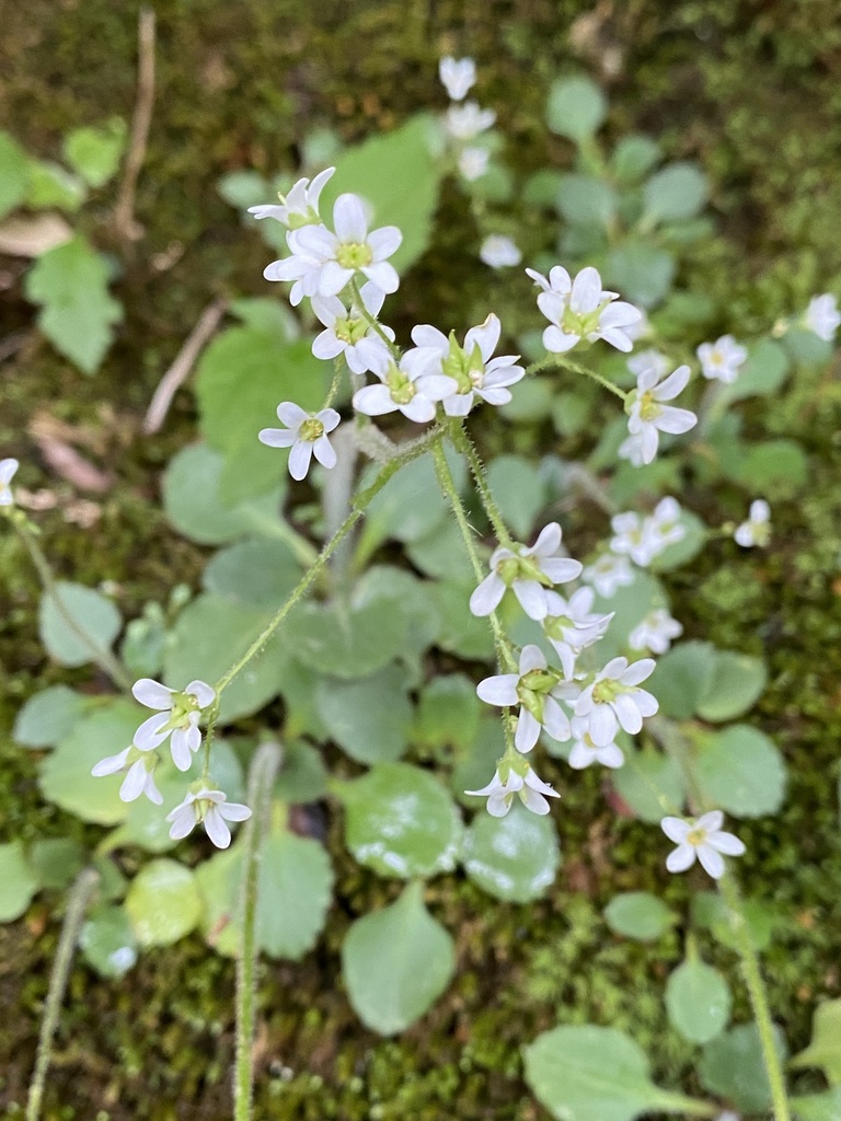 Virginia saxifrage in April 2023 by Christopher David Benda · iNaturalist