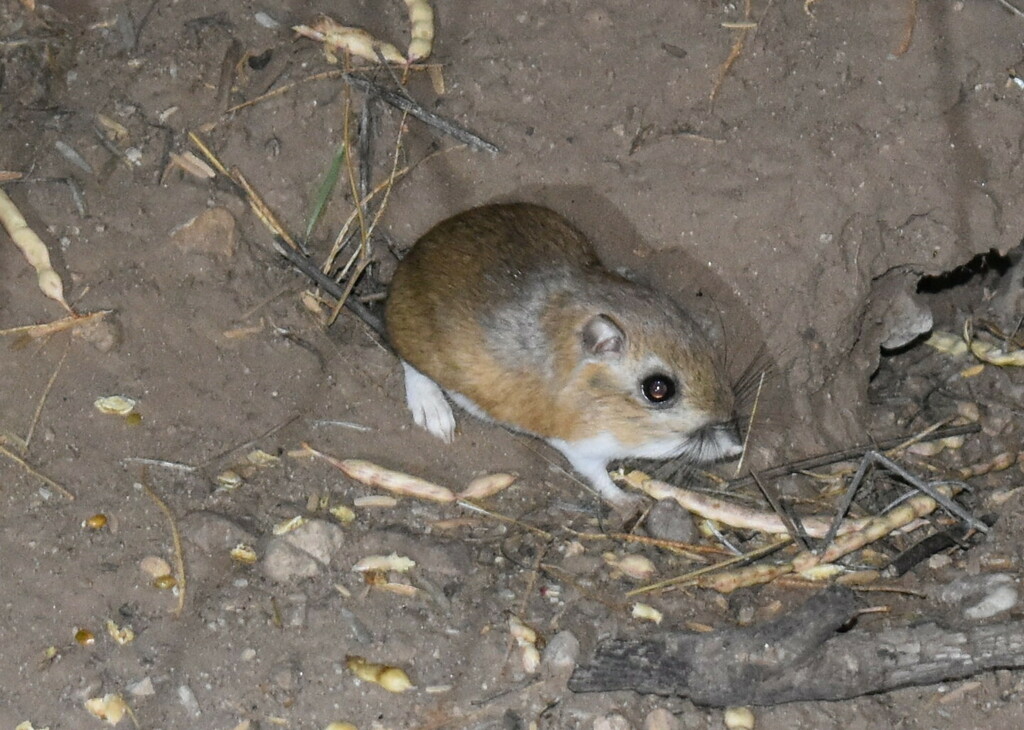 Kangaroo Rats from Cochise County, AZ, USA on August 13, 2023 at 11:39 ...