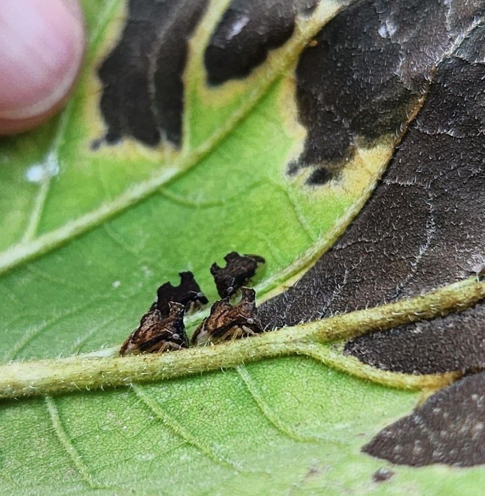 Keeled Treehopper from Darien, IL 60561, USA on August 25, 2023 at 06: ...