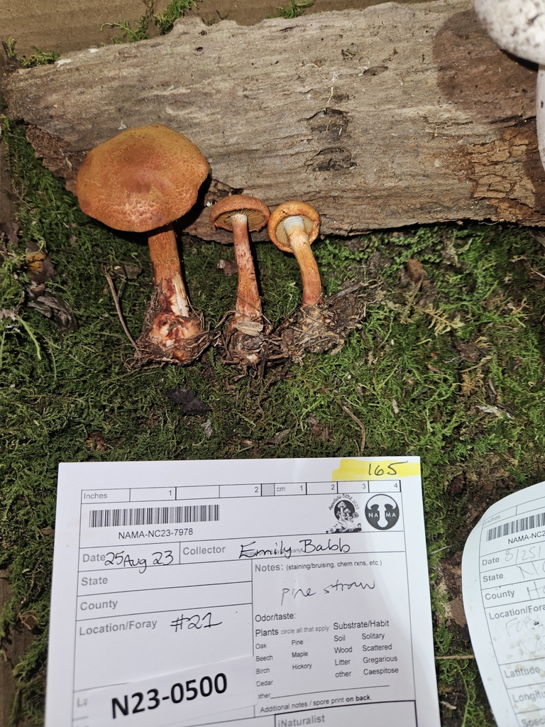 dappled webcap from Laurel Park, NC 28739, USA on August 25, 2023 at 09 ...