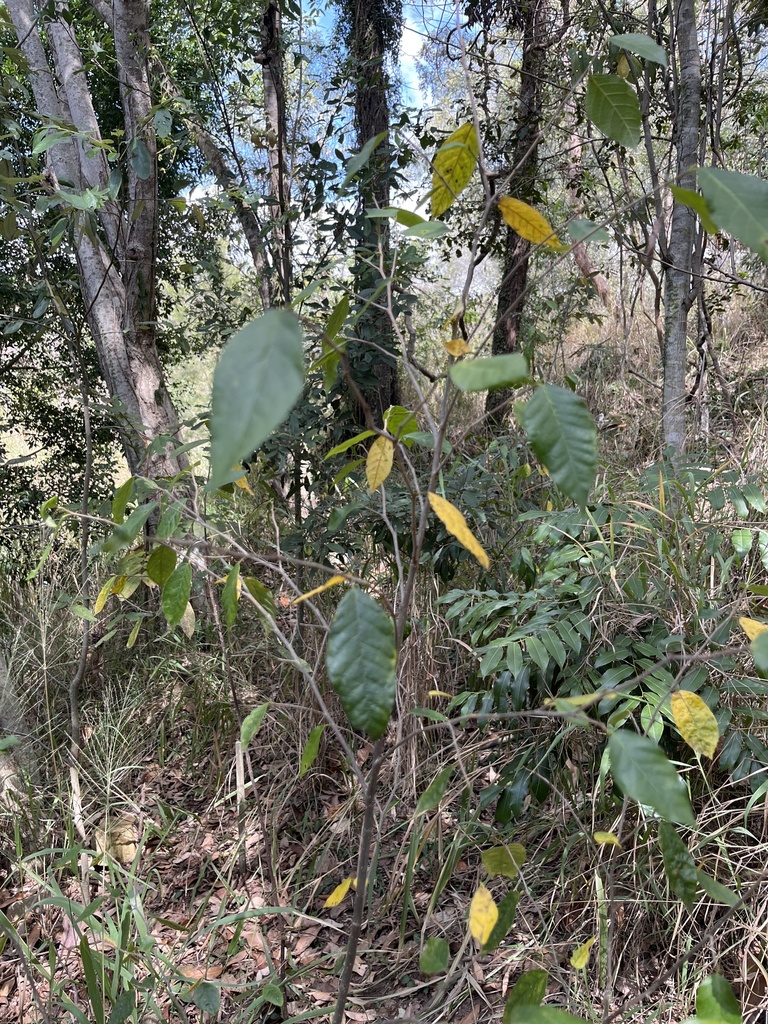 whalebone tree from Purtell Park, Bardon, QLD, AU on August 26, 2023 at ...