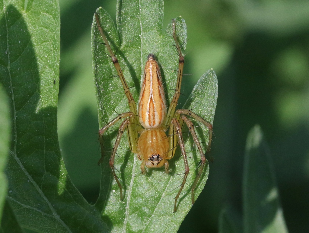 Oxyopes javanus from Dimow, Assam, India on April 2, 2023 at 11:27 AM ...