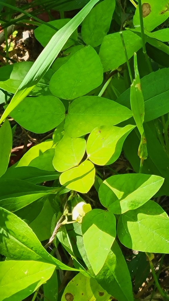 American hog-peanut from Brampton Township, MI, USA on August 25, 2023 ...