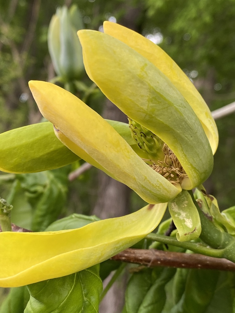 Cucumber-tree in April 2023 by Christopher David Benda · iNaturalist