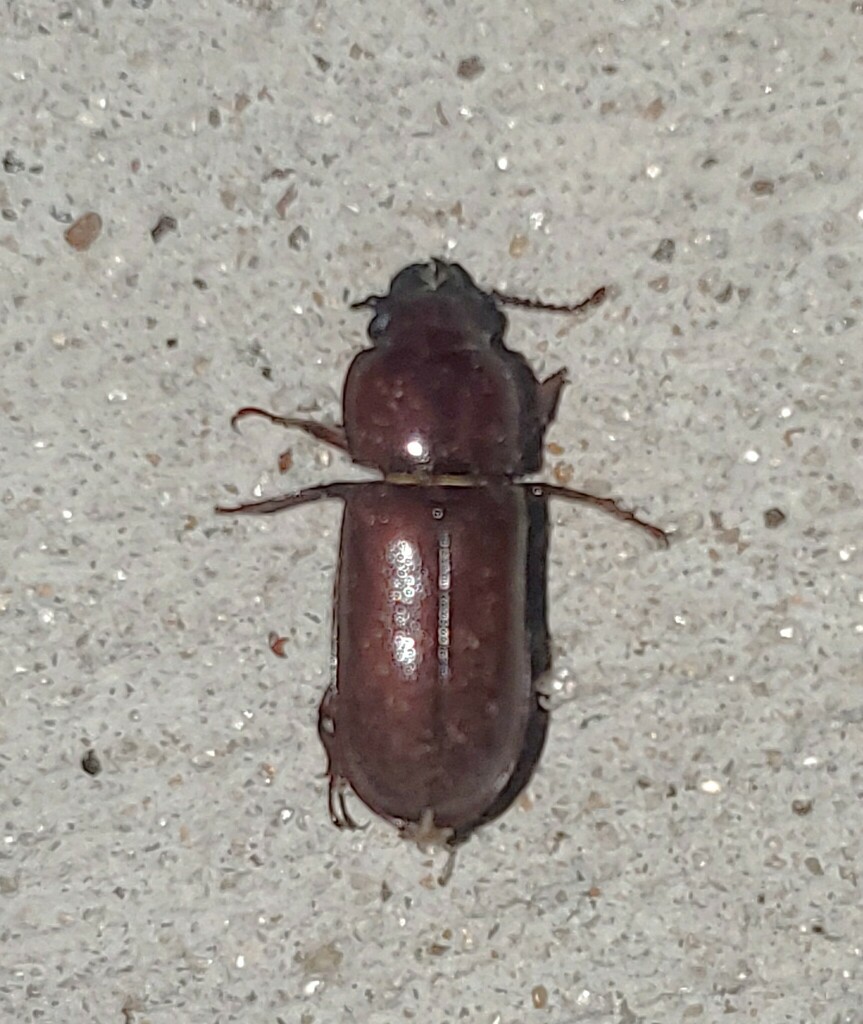 Pole Borer from Walker County, TX, USA on August 22, 2023 at 08:12 PM ...