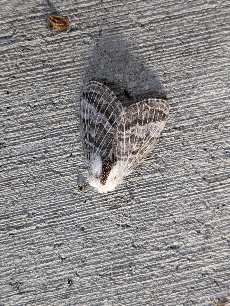 Tolype dayi from 91 Pinehurst Loop on August 25, 2023 at 07:20 PM by ...