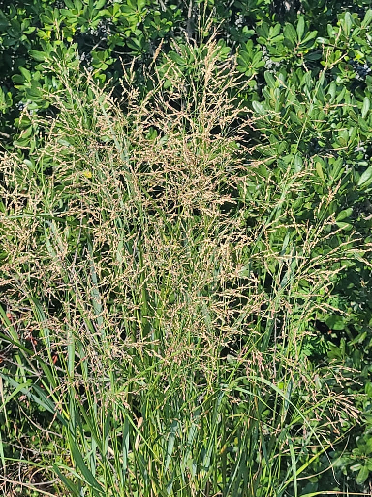 switchgrass from South Kingstown, RI, USA on August 20, 2023 at 10:22 ...