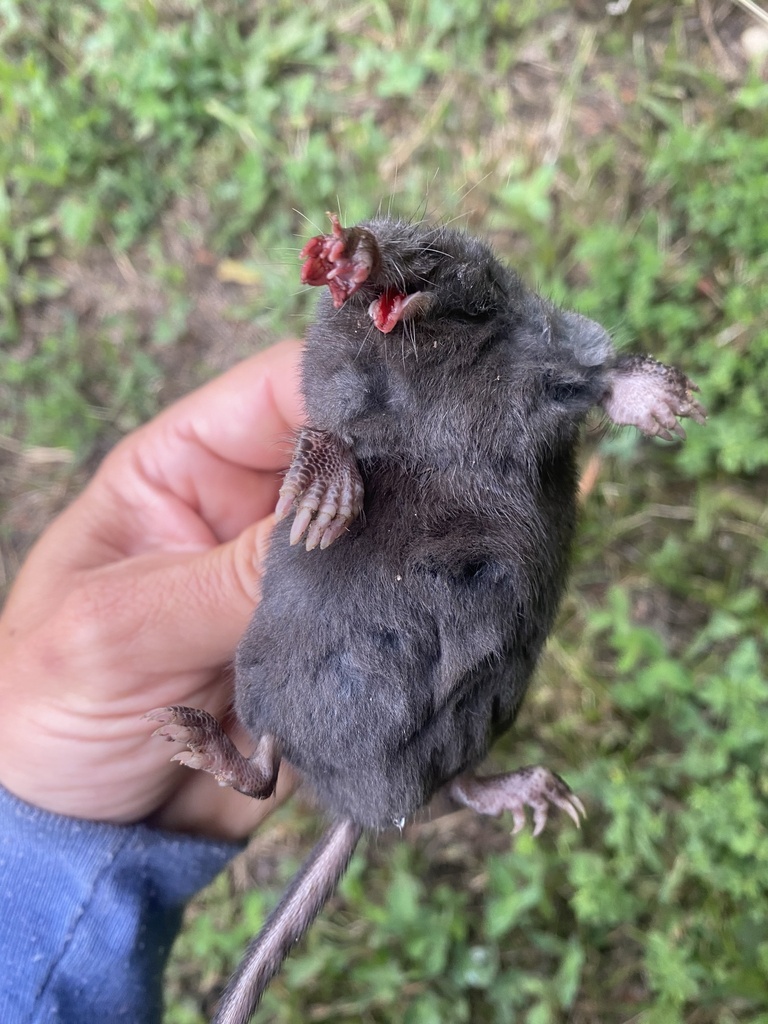 Star-nosed Mole from M-64, Ontonagon, MI, US on August 23, 2023 at 08: ...
