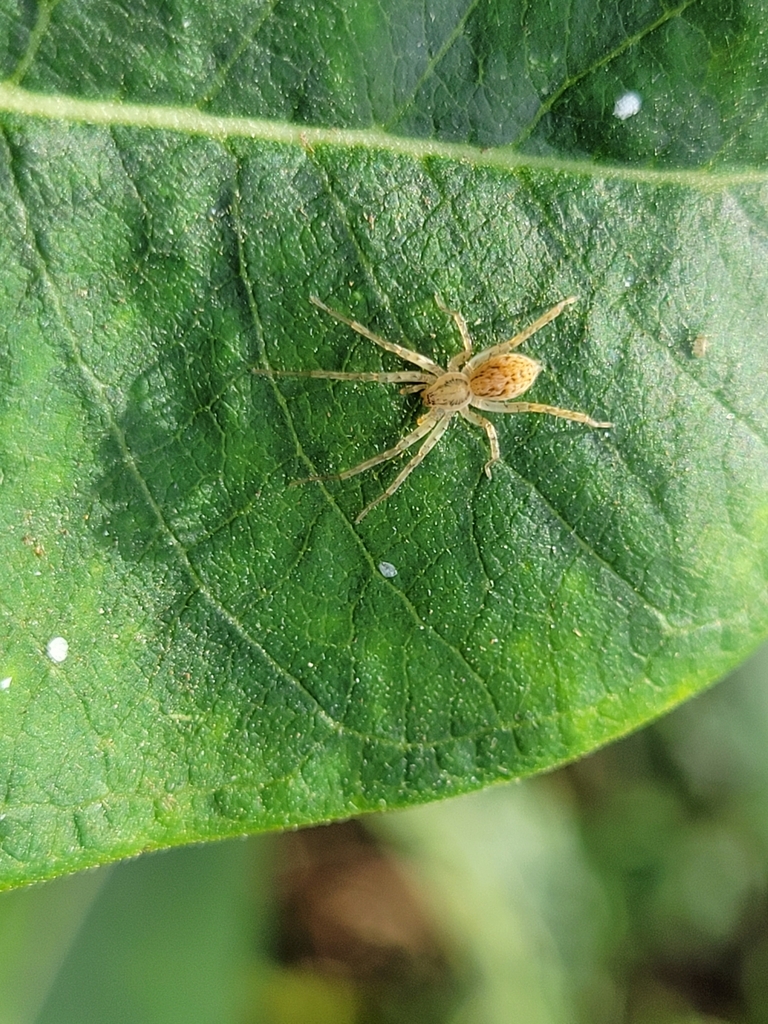 Ghost Spiders from Brookside Gardens on August 24, 2023 at 03:32 PM by ...