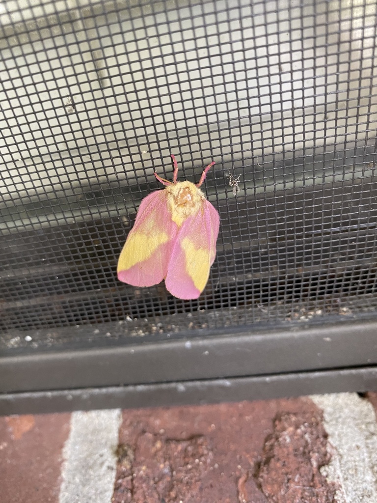 Rosy Maple Moth from Blackwell Loop, Ellisville, MS, US on August 8 ...