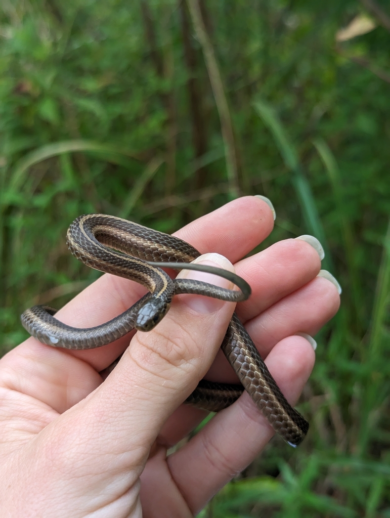 Short-headed Garter Snake in August 2023 by Terra Haines · iNaturalist