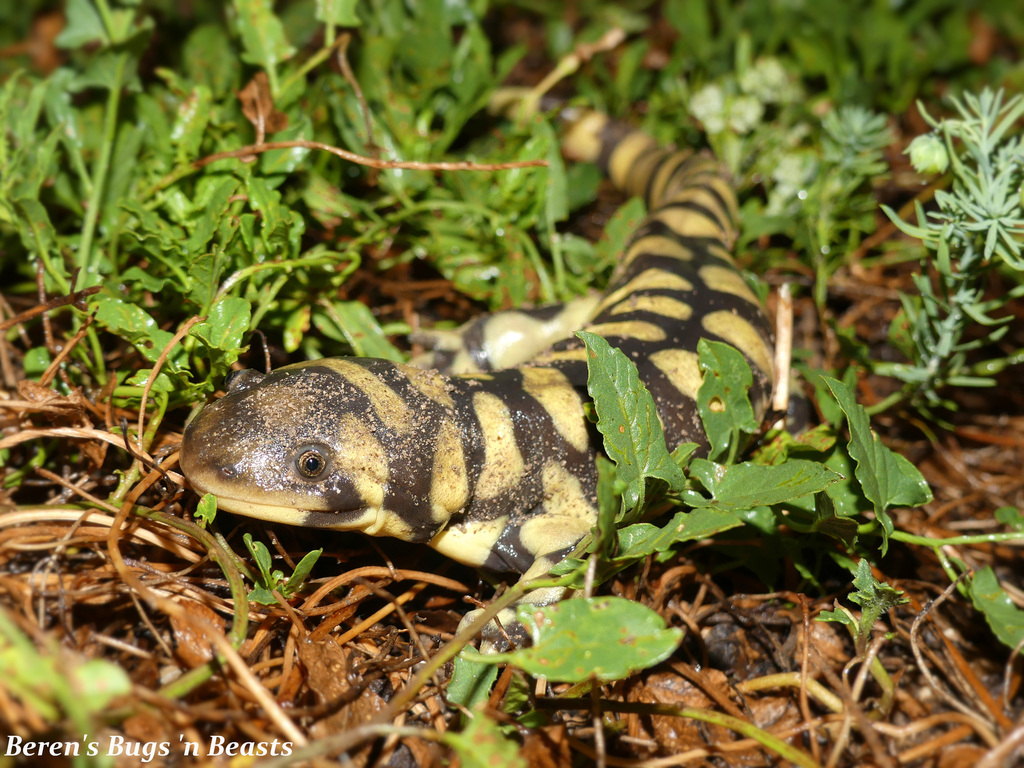 Barred Tiger Salamander (Herps of the McLennan County, TX Area ...