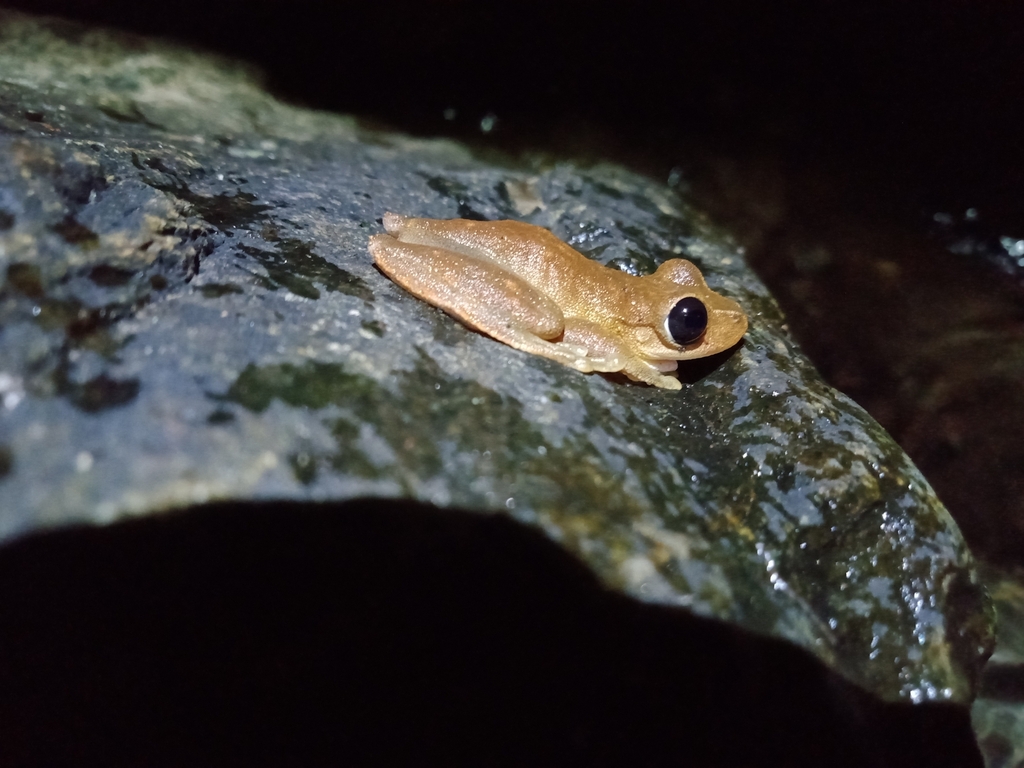 Australian Lace-lid in August 2023 by Owen Lishmund · iNaturalist