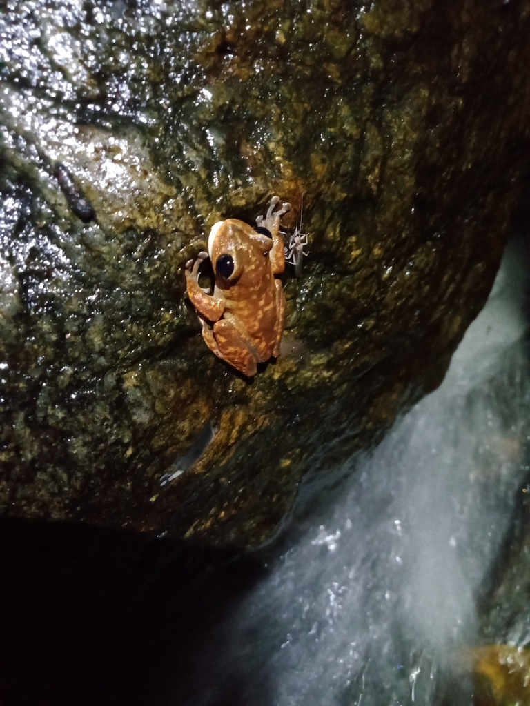 Australian Lace-lid in August 2023 by Owen Lishmund · iNaturalist