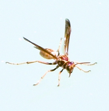 Golden Paper Wasp from Palo Verde Park, Tucson, AZ, USA on August 25 ...