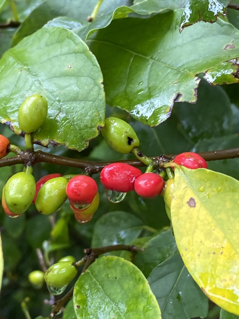 northern spicebush (Lindera benzoin) - Botanical Realm