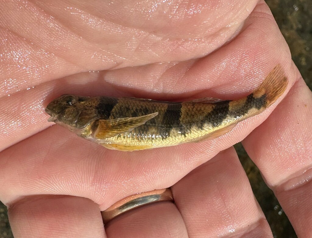 Blenny Darter from Butler Creek, end of co. Rd.302, Lauderdale County ...