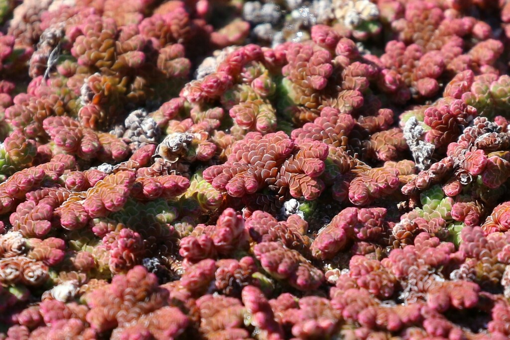 Red Azolla from Jerrabomberra Wetlands, ACT, Australia on August 25 ...