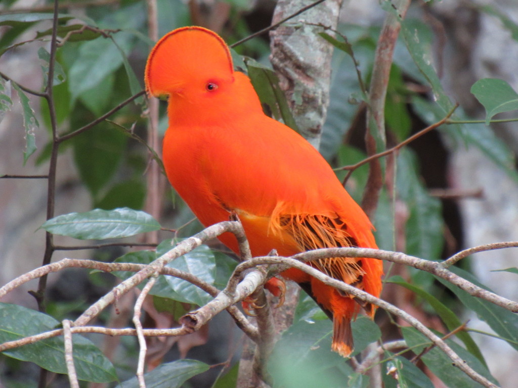 Cocks-of-the-rock (Rupicola) - Avian Discovery
