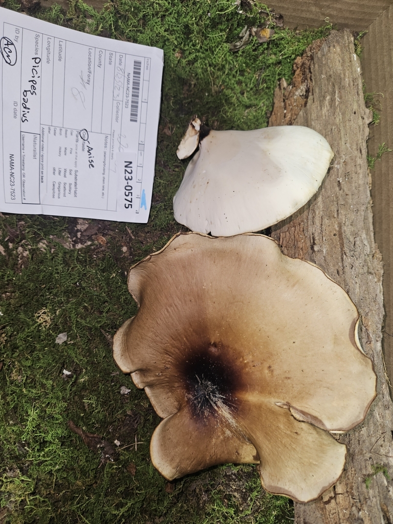 Bay Polypore from Laurel Park, NC 28739, USA on August 26, 2023 at 12: ...