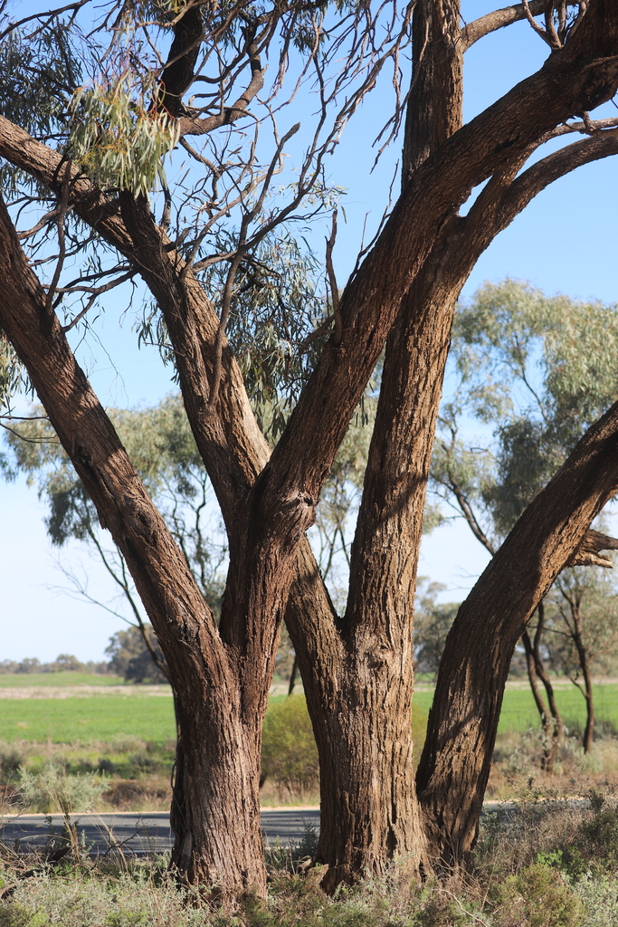 eucalyptus from Piangil VIC 3597, Australia on July 13, 2023 at 11:37 ...