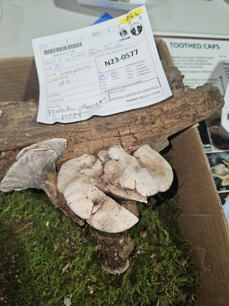 Phellodon niger alboniger from Laurel Park, NC 28739, USA on August 26 ...