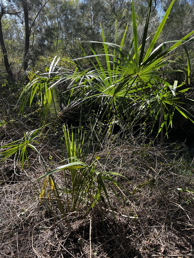 Ribbon Fan Palm from Tungamull, QLD, AU on August 26, 2023 at 02:23 PM ...