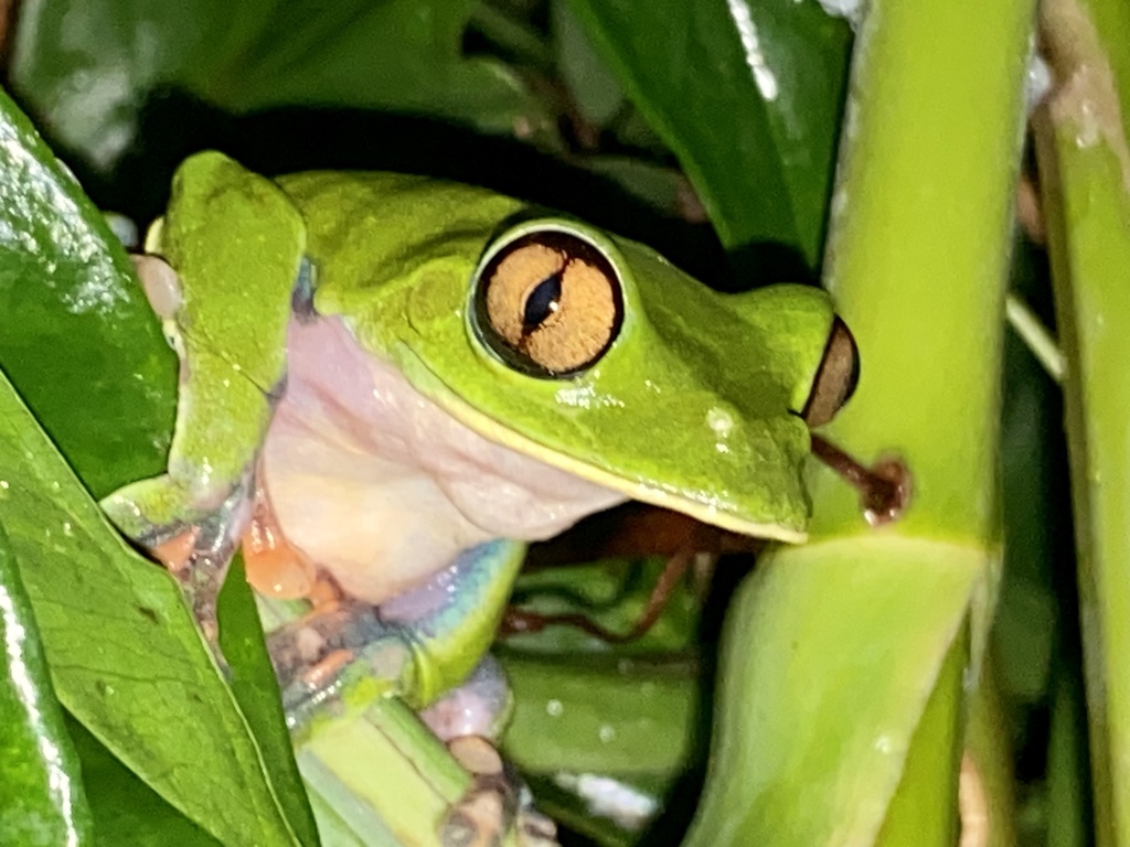 Blue-sided Tree Frog in August 2023 by Diego Lobo Montoya · iNaturalist