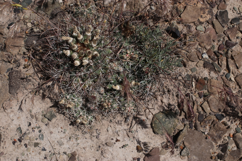 Colorado hookless cactus in May 2023 by Scott F Smith · iNaturalist