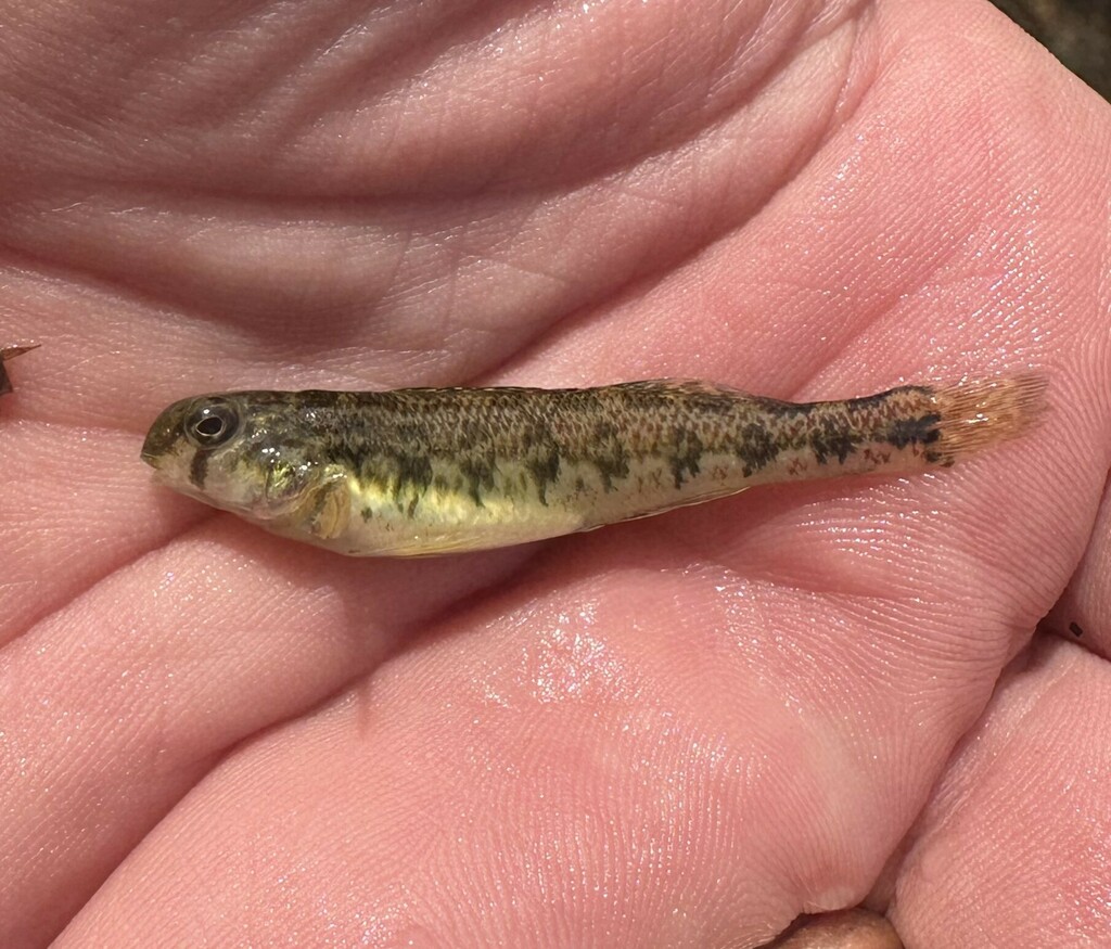 Tennessee Snubnose Darter from Butler Creek, end of co. Rd.302 ...