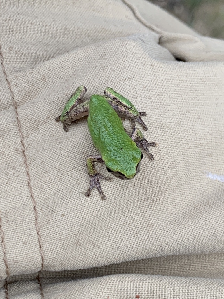 Gray Treefrog from Coos County, US-NH, US on August 21, 2023 at 10:20 ...