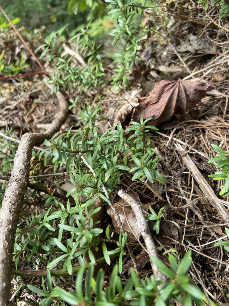 Canby's mountain-lover in August 2023 by Scott Ward · iNaturalist
