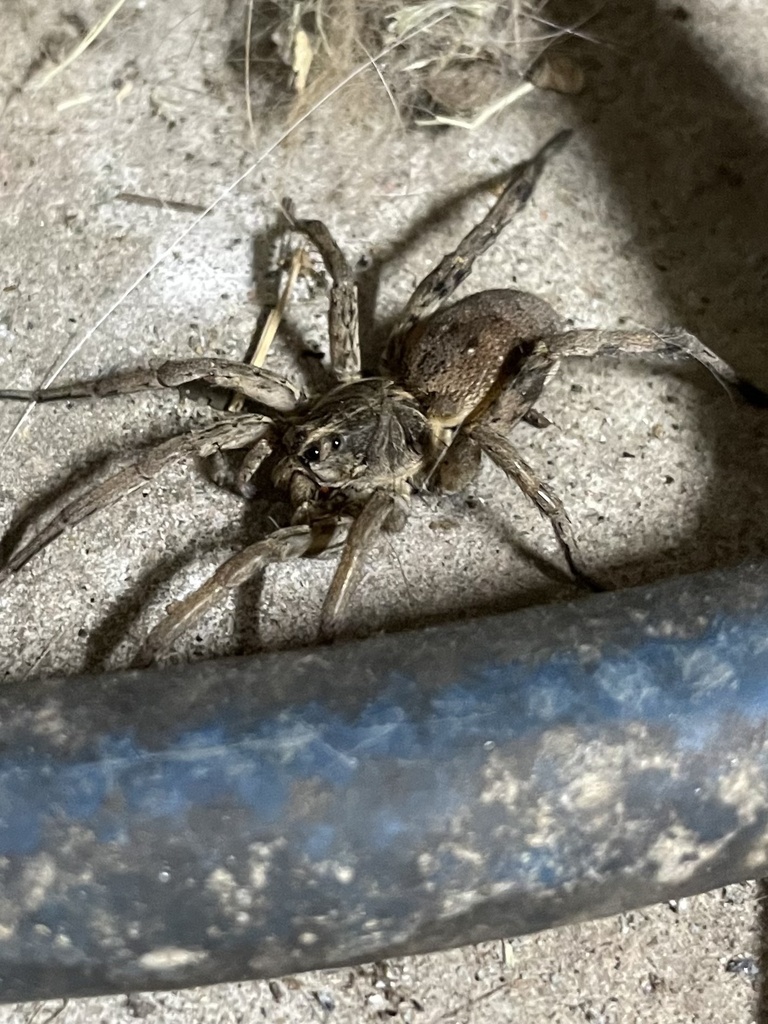 Georgia Wolf Spider from Earl Dr, Lyman, SC, US on August 26, 2023 at ...