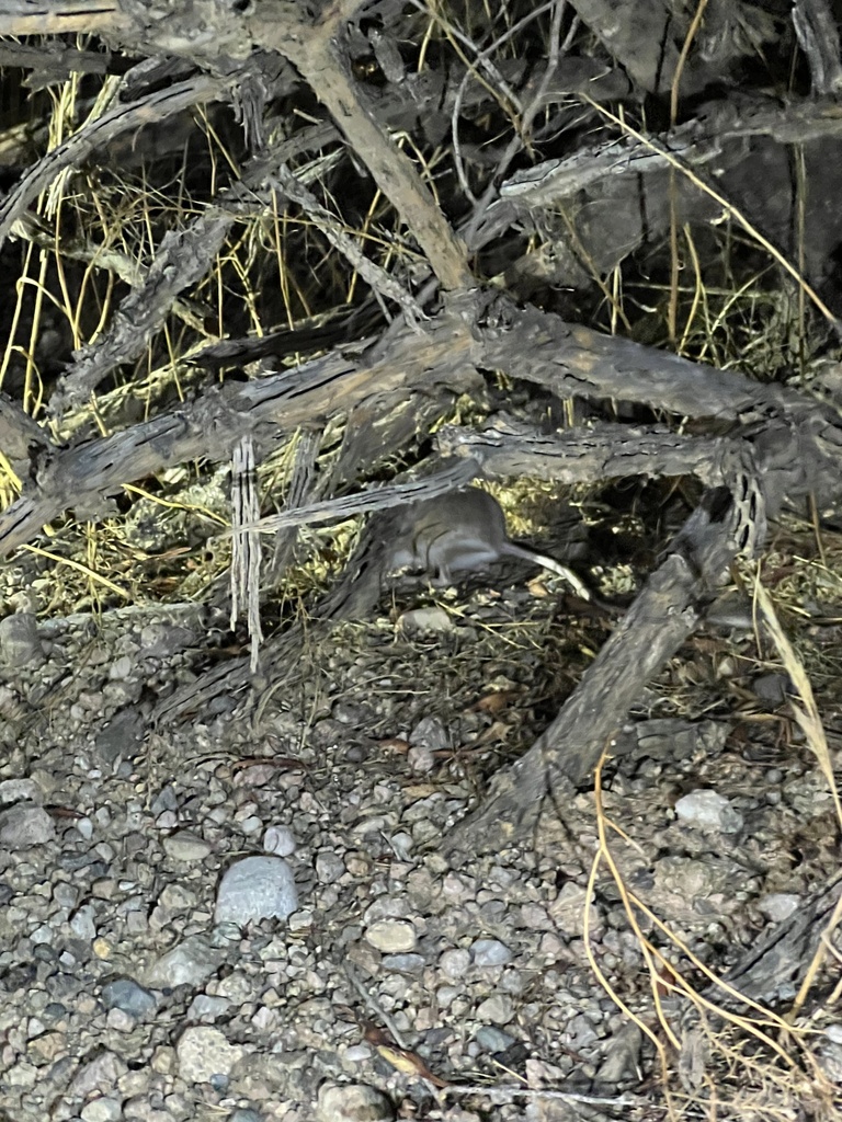 Kangaroo Rats from W el Camino Viejo Rd, Queen Valley, AZ, US on August ...
