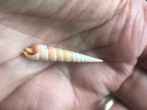 Terebra babylonia · iNaturalist