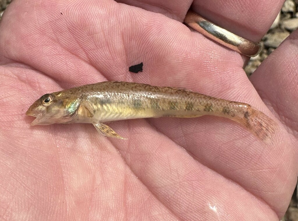 Typical darters from Butler Creek, end of Co. Rd. 302, Lauderdale ...