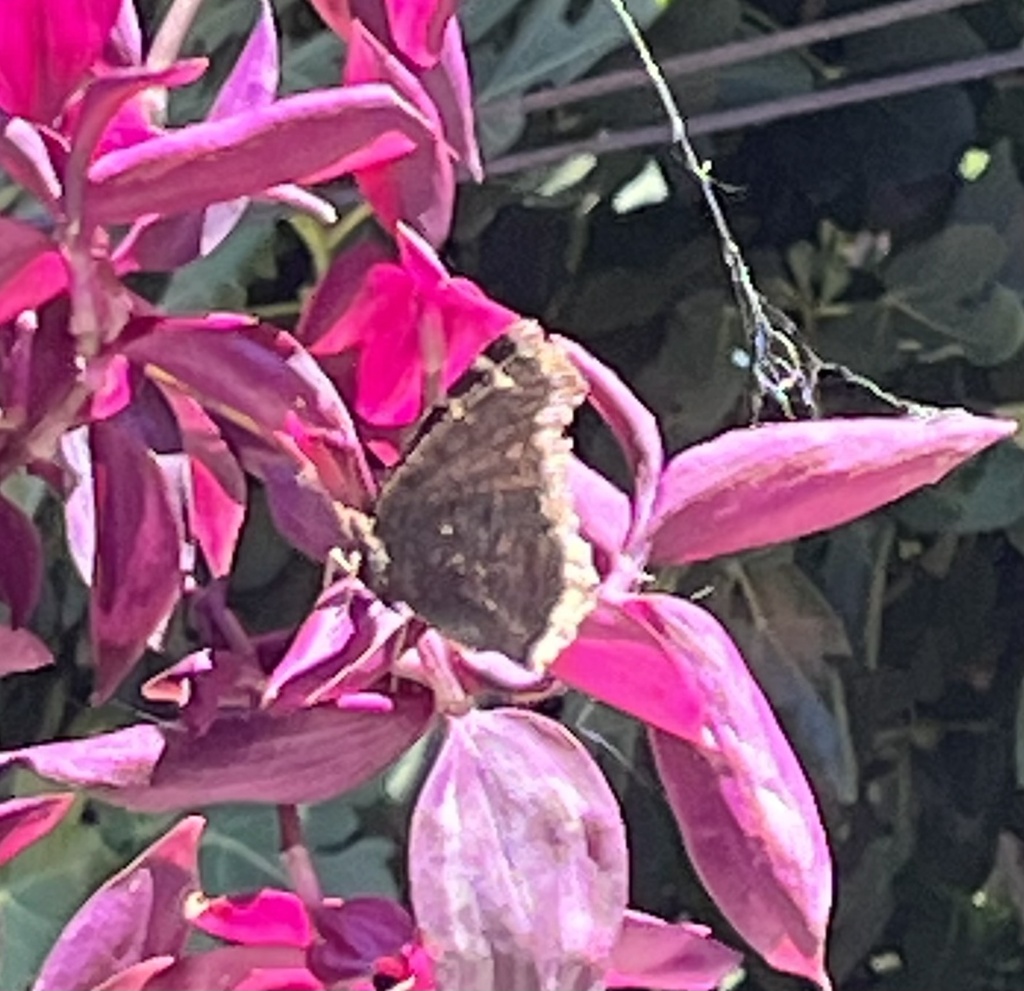 Mourning Cloak from Marcasel Ave, Los Angeles, CA, US on August 21 ...