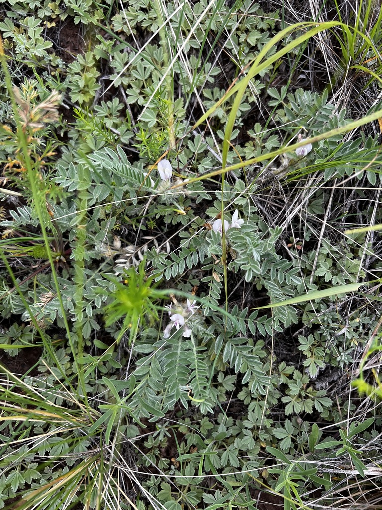 Potentilla acaulis from Усть-Удинский р-н, Иркутская обл., Россия on ...