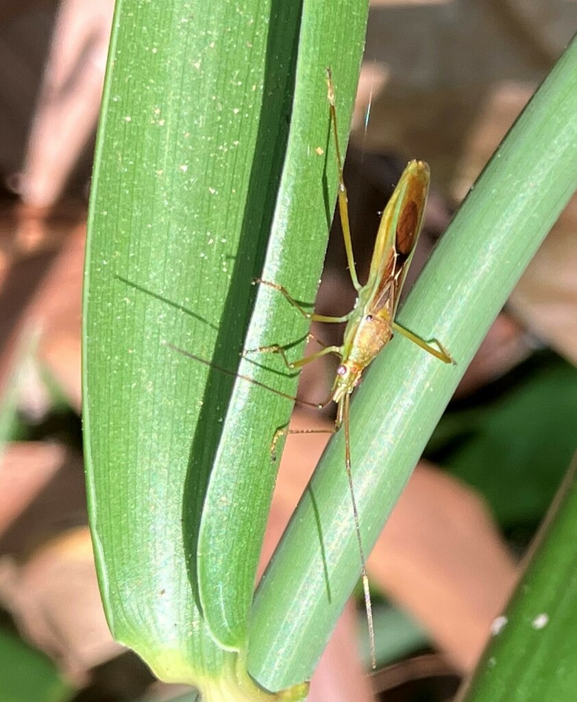 Paddy Bug from Howard Springs NT 0835, Australia on July 4, 2023 at 01: ...