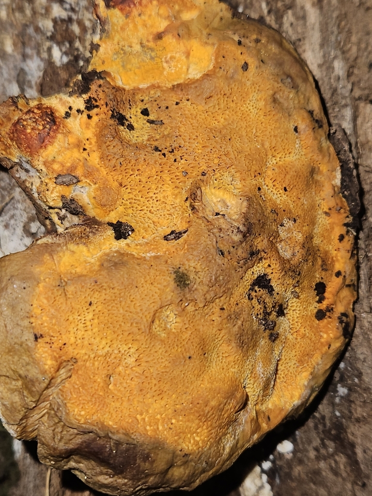 Orange Polypore from Laurel Park, NC 28739, USA on August 26, 2023 at ...