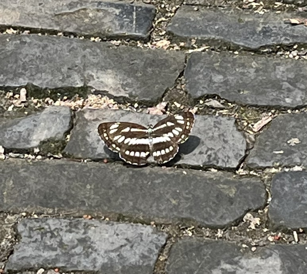 Common Sailer from Lingyanshan Scenic Area, Suzhou, Jiangsu, CN on ...