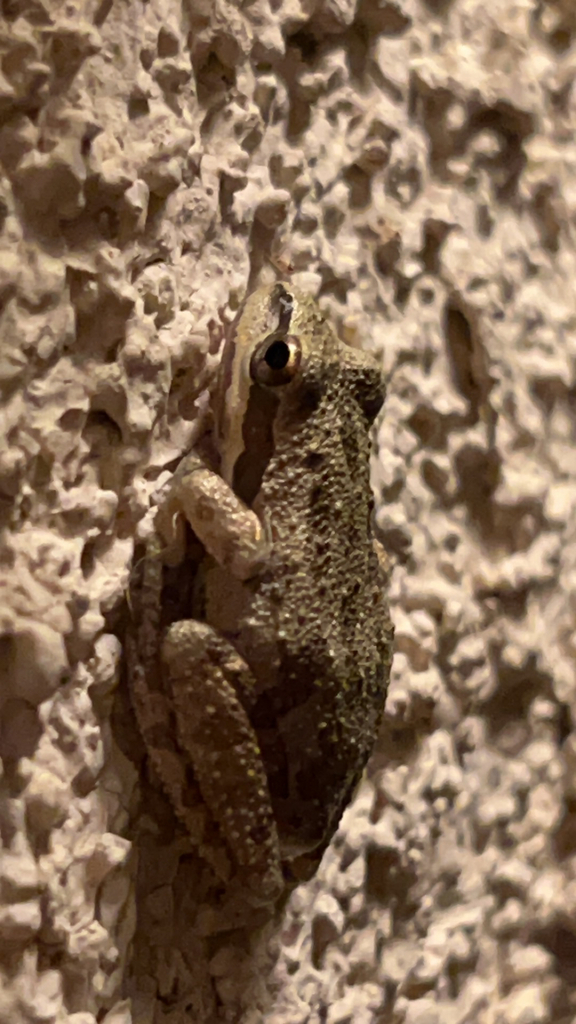 Baja California Tree Frog from Los Angeles on August 25, 2023 at 10:42 ...