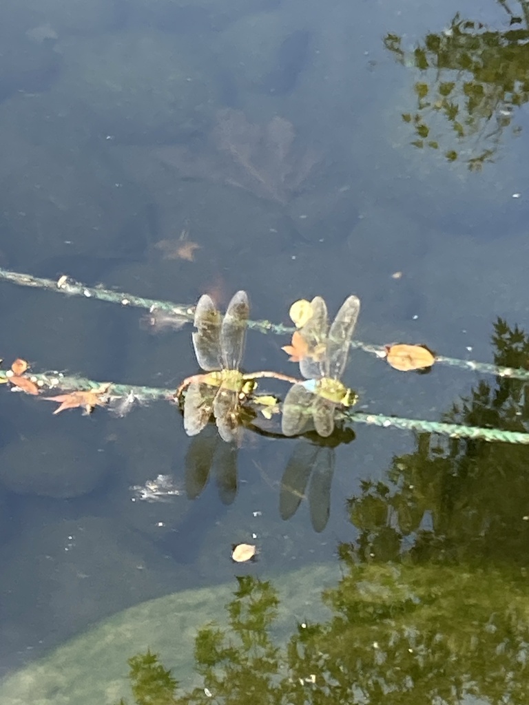 Anax julius from 目白3丁目, 豊島区, 東京都, JP on August 26, 2023 at 02:59 PM by ...