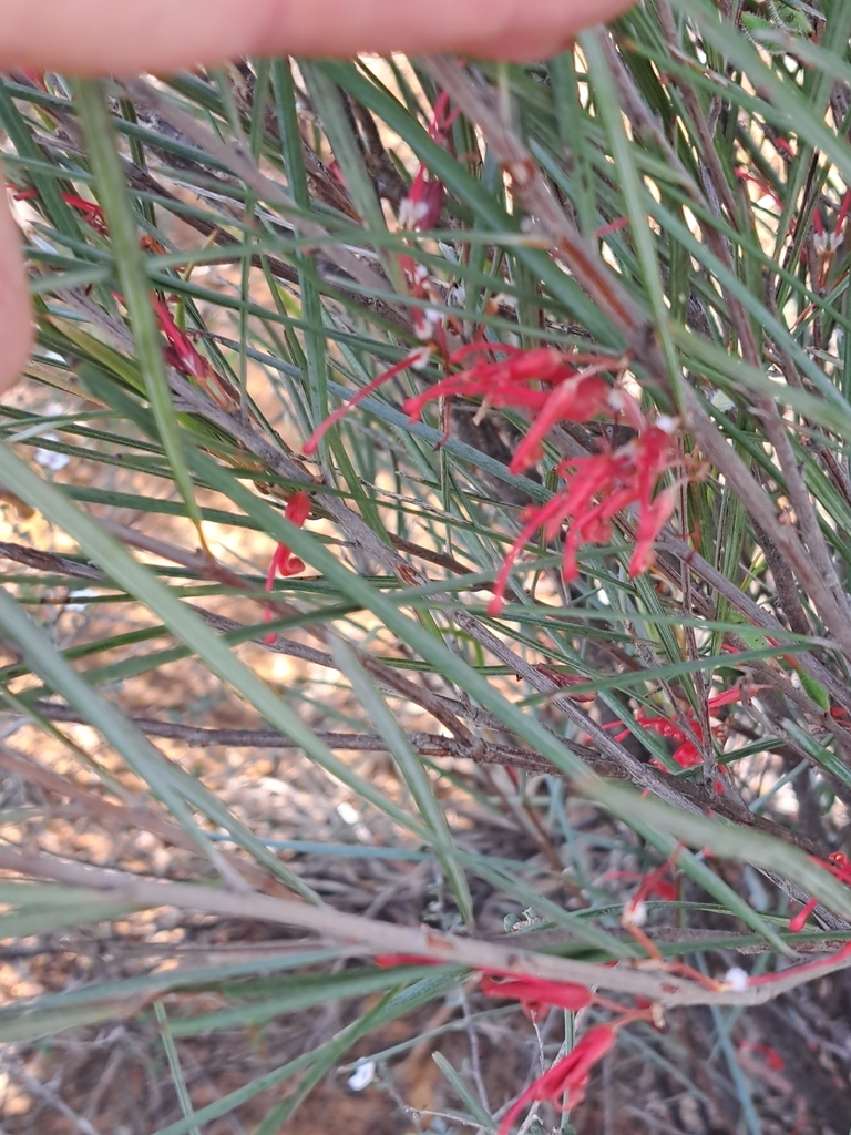 Grevilleas from Pindar WA 6631, Australia on August 25, 2023 at 02:47 ...