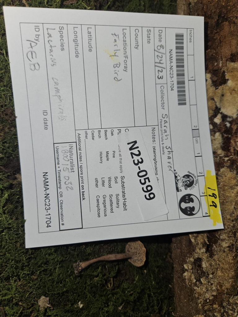 Curry Milkcap from Laurel Park, NC 28739, USA on August 26, 2023 at 02: ...