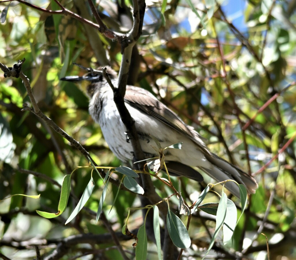Little Friarbird from Lake Victoria, Shepparton VIC 3630, Australia on ...