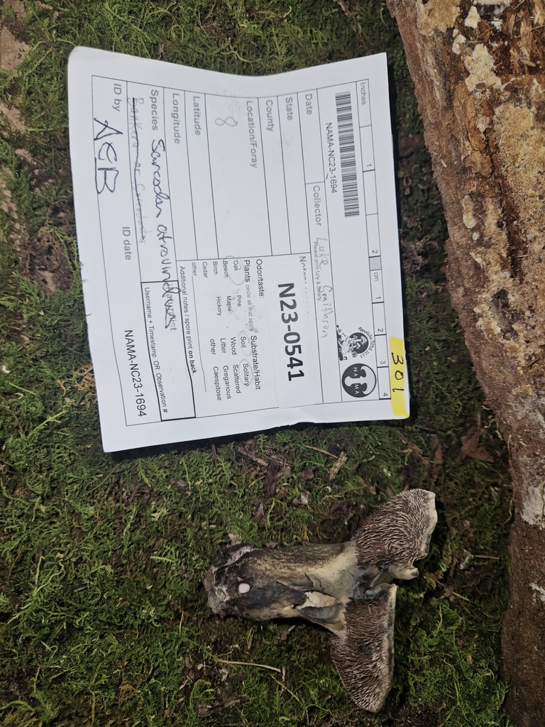 Sarcodon atroviridis from Laurel Park, NC 28739, USA on August 26, 2023 ...